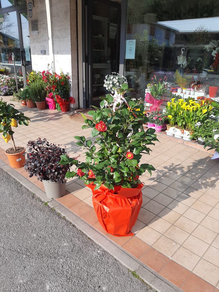 PIANTE – Fioreria Zara
